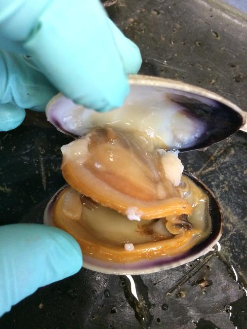 Animal Dissection Images – BCIT